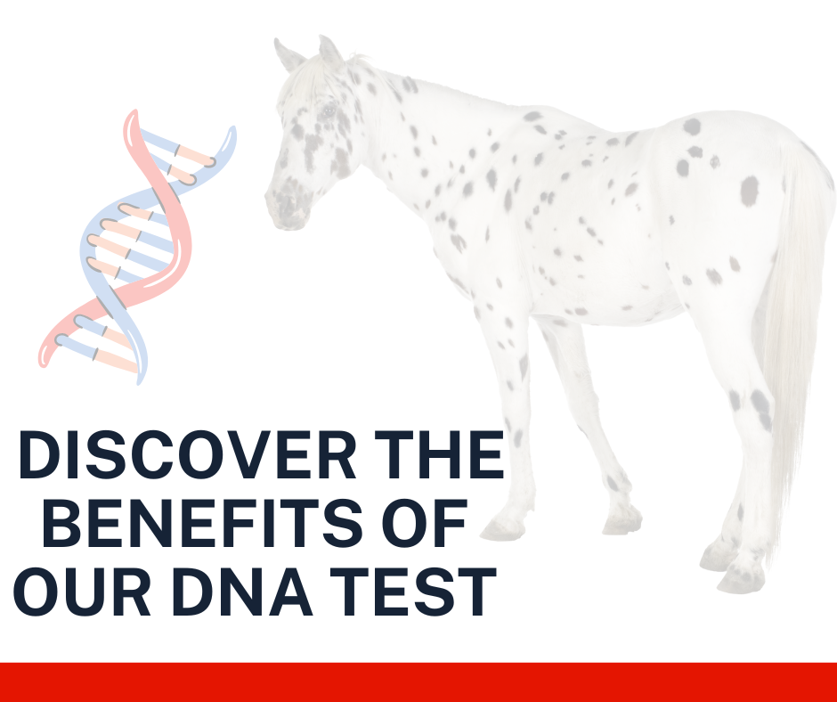 What Breed is My Horse? – DNA My Horse