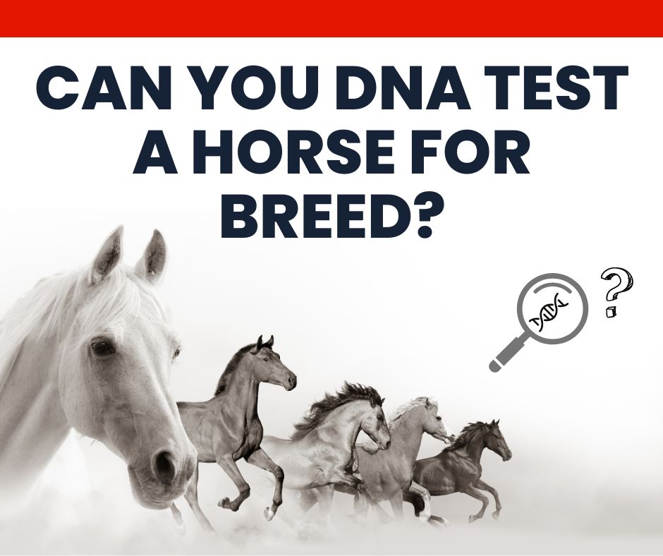 Can You DNA Test a Horse for Breed? Exploring the Possibilities with D ...